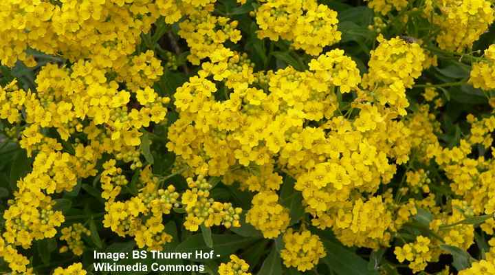 27 Ground Cover Plants With Yellow Flowers (With Pictures)