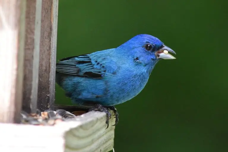 40 Small Birds You Should Know (ID, Photos) » Golden Spike Company