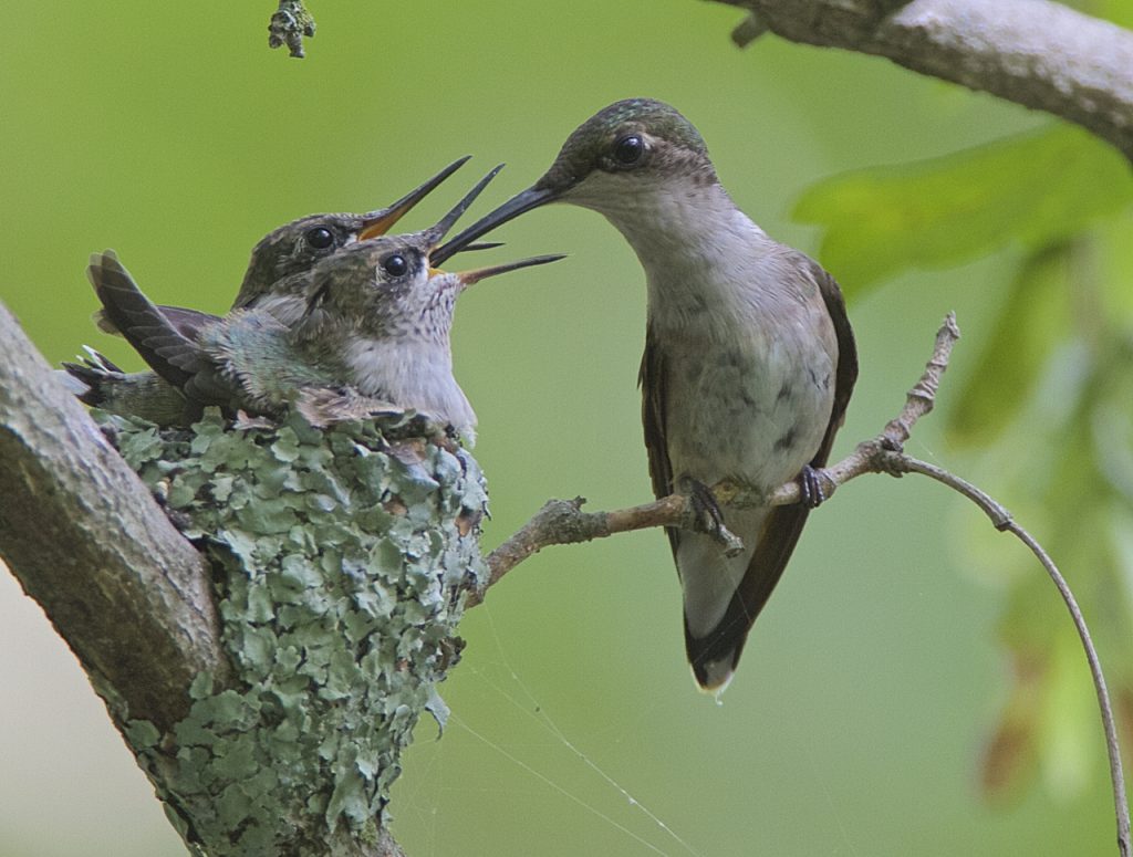 How to Create a Hummingbird Haven in Your Garden - Garden Geeking